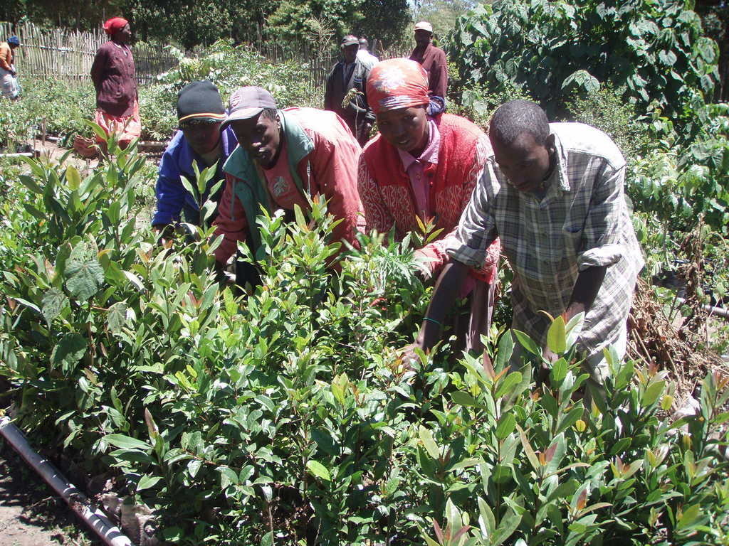 Community tree planting project in Mount Kenya - GlobalGiving