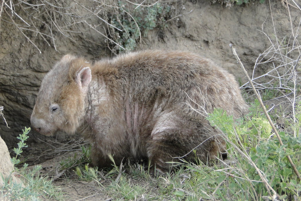 Help save the Bare-Nosed Wombat - GlobalGiving
