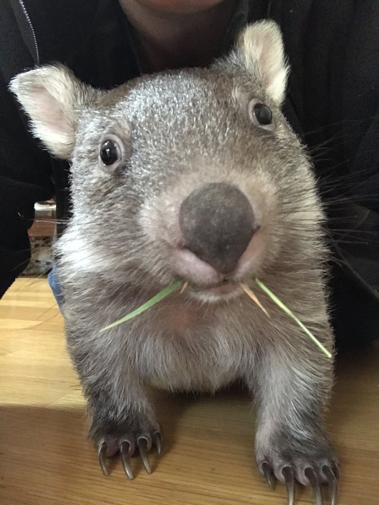 Help save the Bare-Nosed Wombat - GlobalGiving