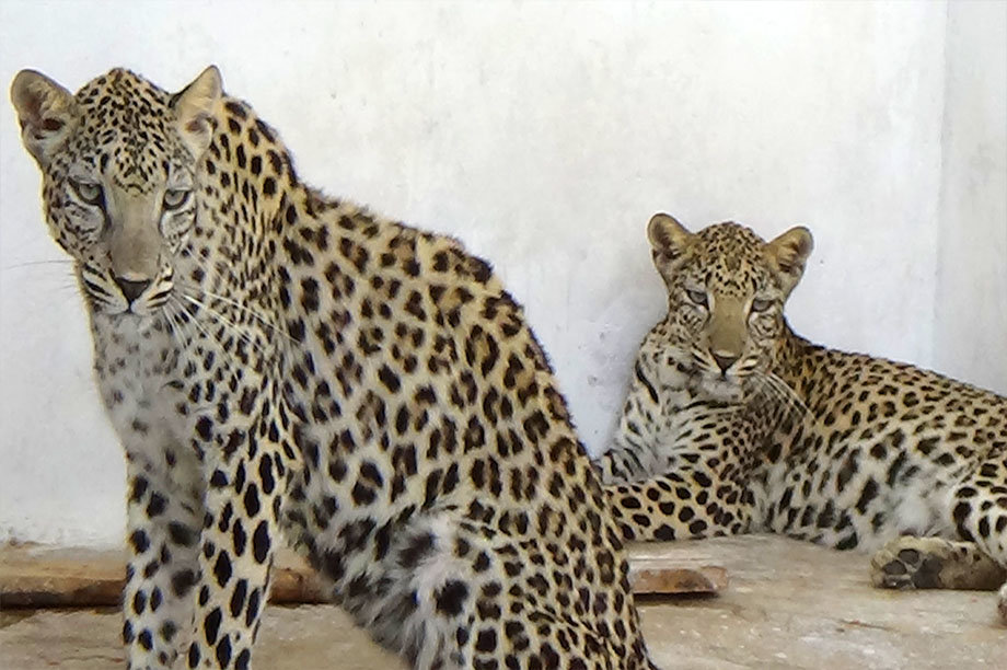 Emergency intervention to save animals in zoos - GlobalGiving