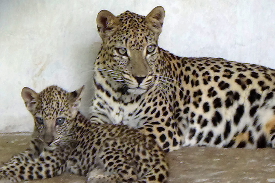 Emergency intervention to save animals in zoos - GlobalGiving