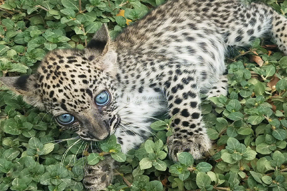 Emergency intervention to save animals in zoos - GlobalGiving