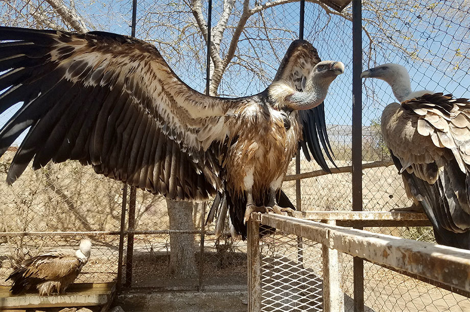 Emergency intervention to save animals in zoos - GlobalGiving