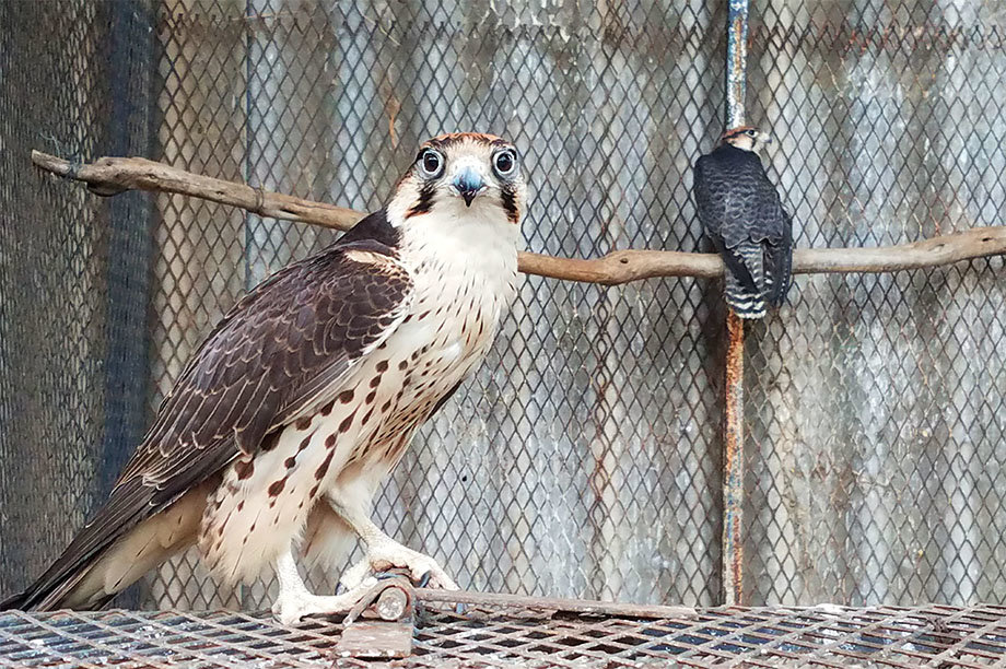 Emergency intervention to save animals in zoos - GlobalGiving