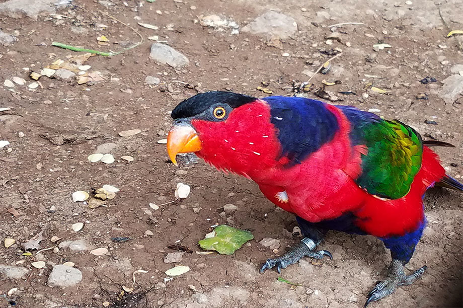 Emergency intervention to save animals in zoos - GlobalGiving