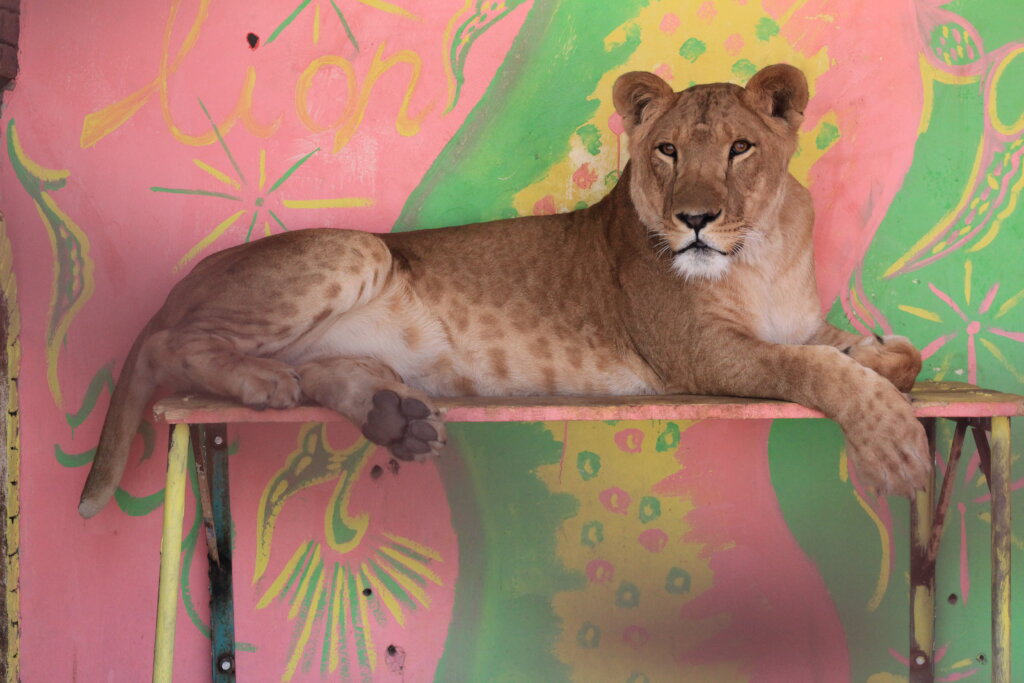 Emergency intervention to save animals in zoos - GlobalGiving