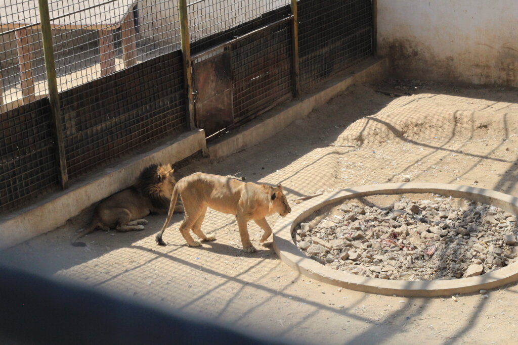 Emergency intervention to save animals in zoos - GlobalGiving