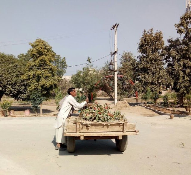 Plant Tree: Save Pakistan - GlobalGiving