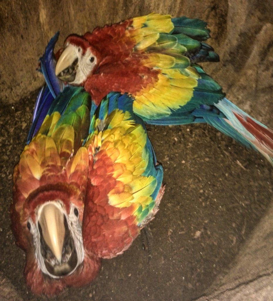 Save a Magnificent Macaw from Regional Extinction - GlobalGiving