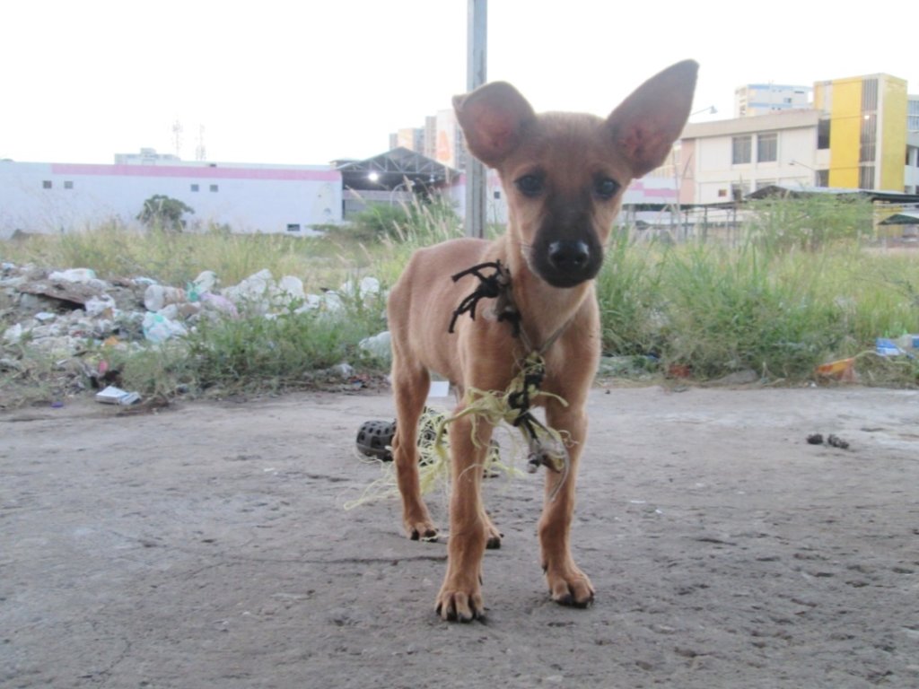 Donate to Give +10k dogs&cats in Venezuela a second chance - GlobalGiving