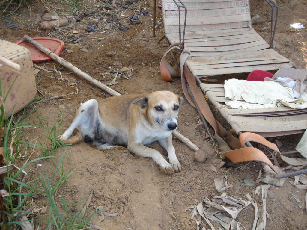 Donate to Give +10k dogs&cats in Venezuela a second chance - GlobalGiving