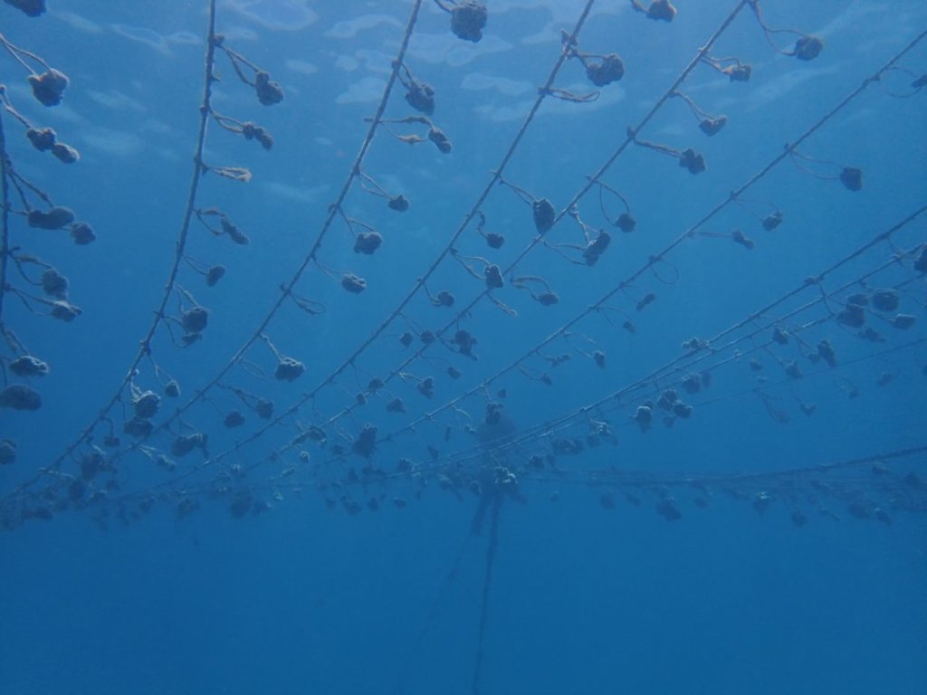 Sustainable Sponge Farming - GlobalGiving