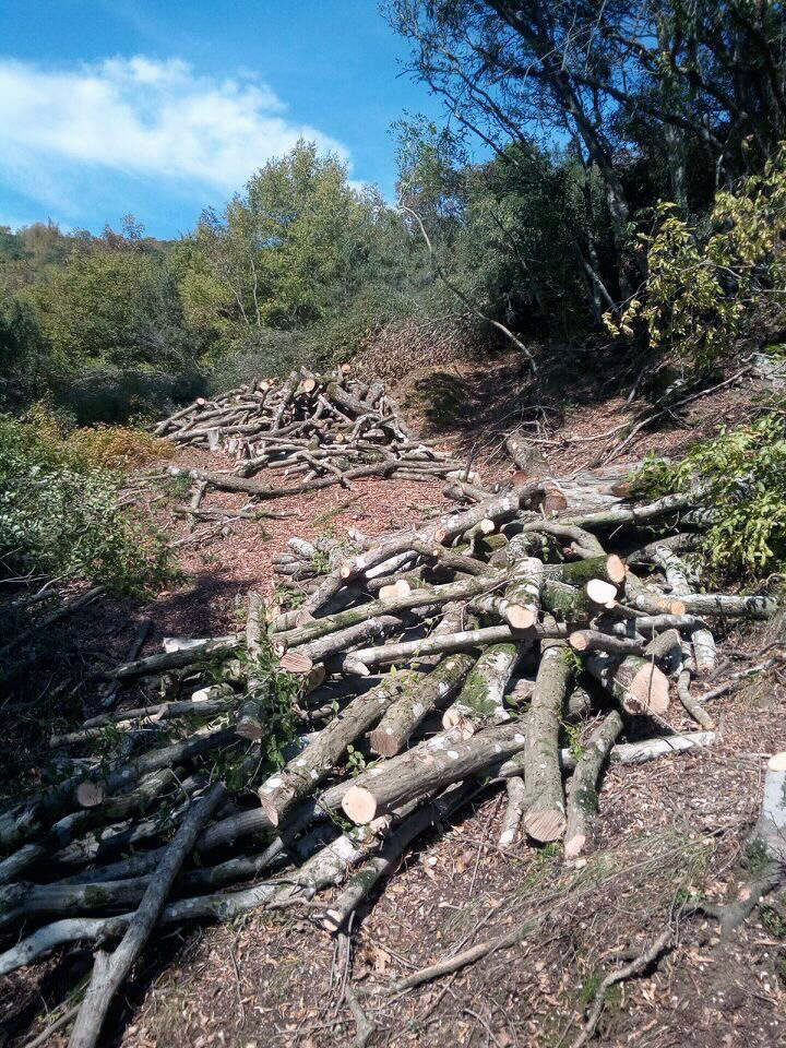 Planting 1.8 Million Trees in Kosovo - GlobalGiving