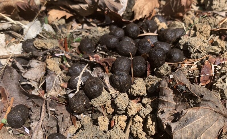 Reports on Regenerating 100-Hectare Forest in Mt. Fuji - GlobalGiving