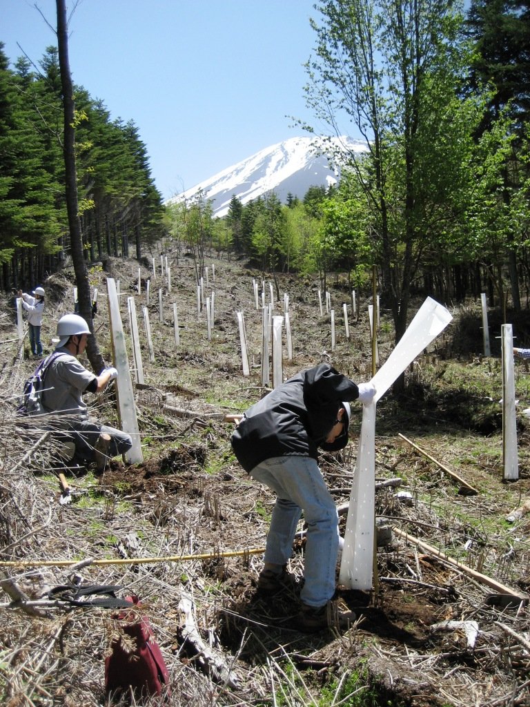 Reports on Regenerating 100-Hectare Forest in Mt. Fuji - GlobalGiving