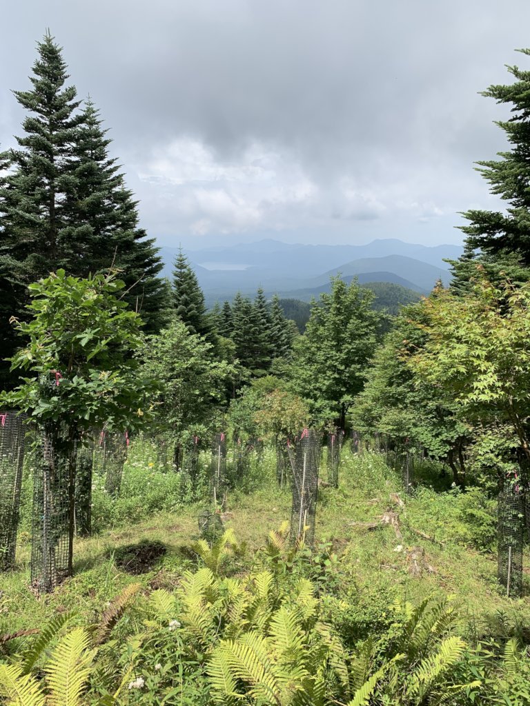 Regenerating 100-Hectare Forest in Mt. Fuji - GlobalGiving