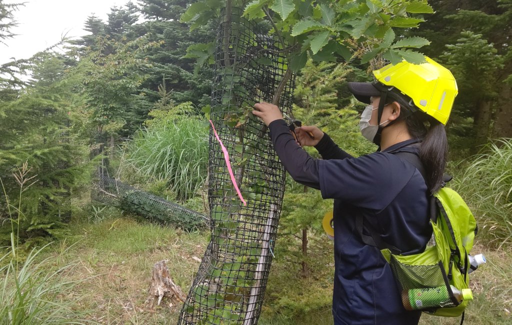 Regenerating 100-Hectare Forest in Mt. Fuji - GlobalGiving