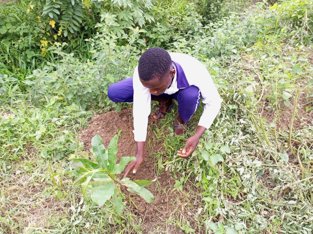 PLANT 100 FRUIT TREES IN EACH SCHOOL - GlobalGiving