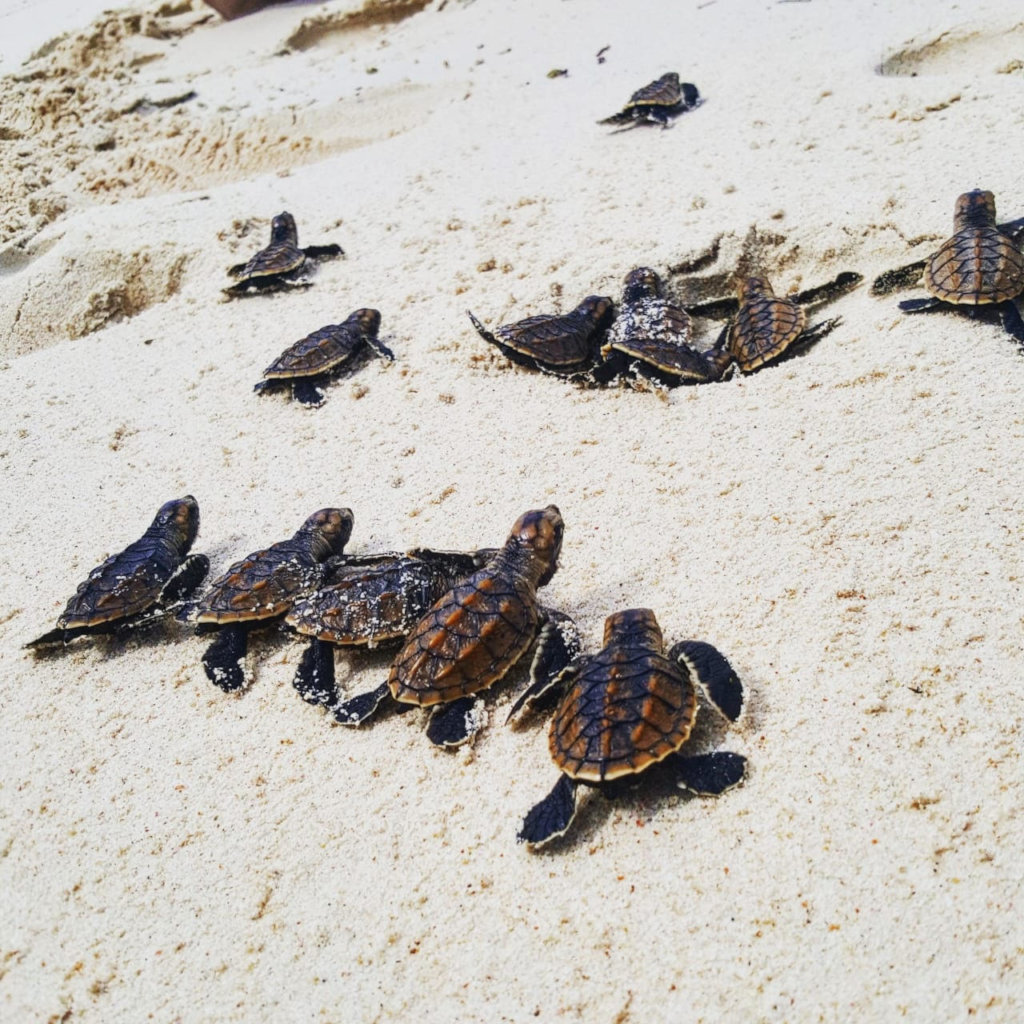 Help Protect Critically Endangered Sea Turtles - GlobalGiving