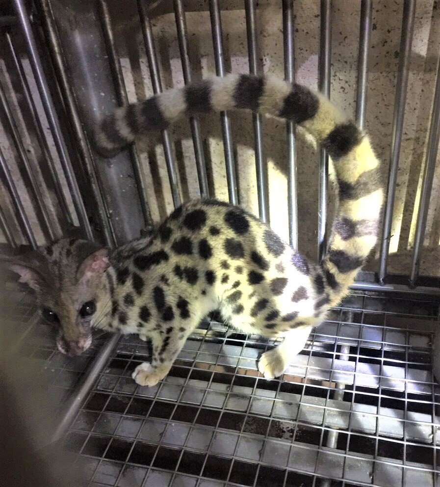 Reports on Help End the Illegal Wildlife Trade in Vietnam - GlobalGiving