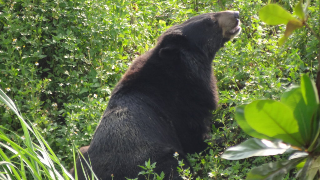 Help End the Illegal Wildlife Trade in Vietnam - GlobalGiving