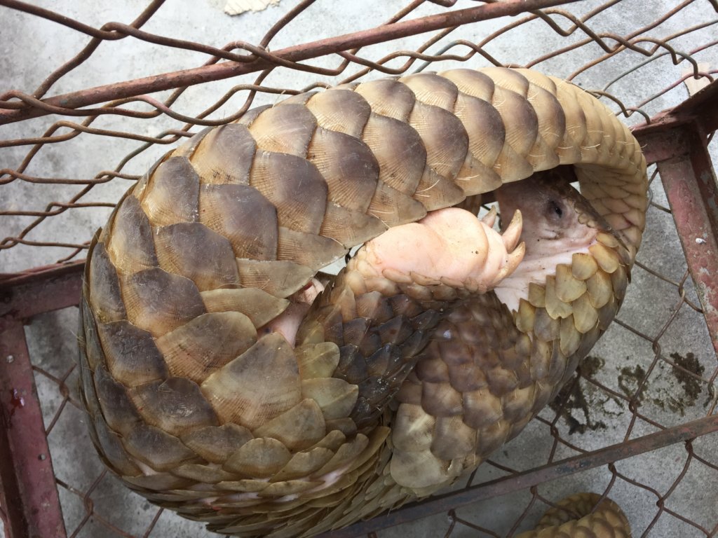 Help End the Illegal Wildlife Trade in Vietnam - GlobalGiving