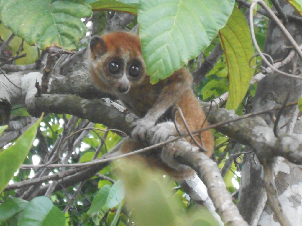 Help End the Illegal Wildlife Trade in Vietnam - GlobalGiving