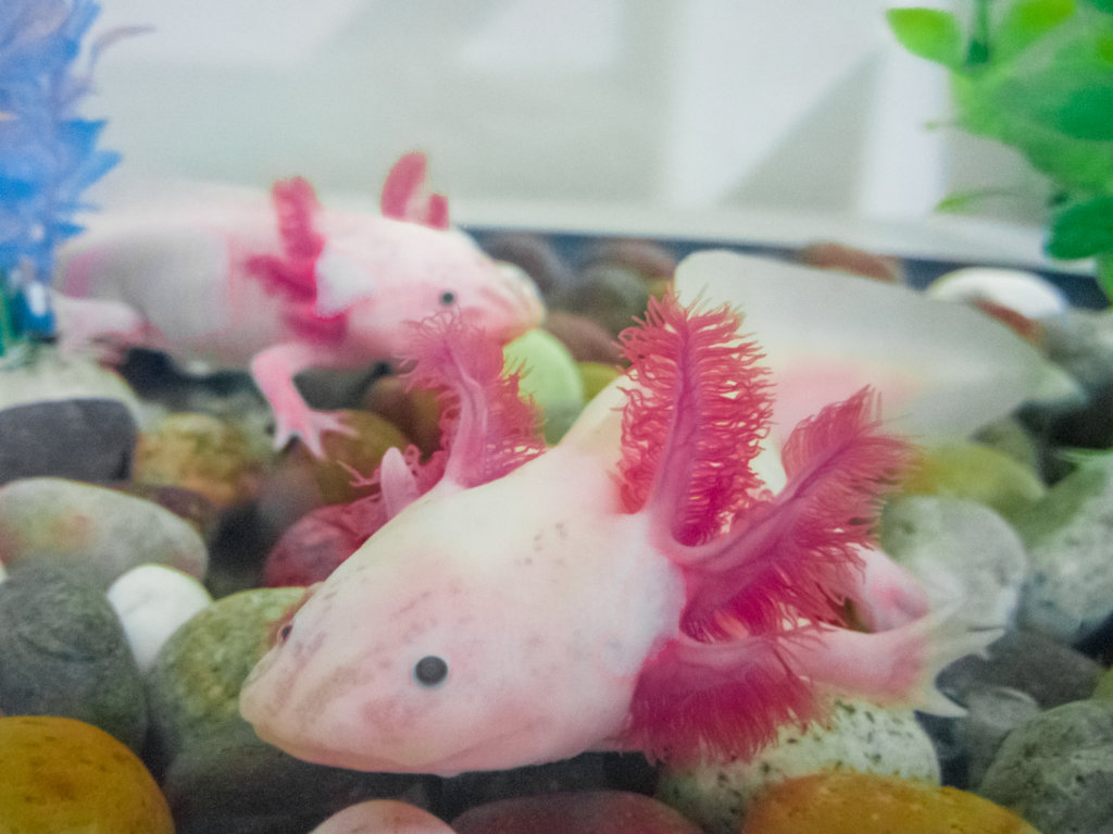 Create a refuge for the Axolotl in Xochimilco - GlobalGiving