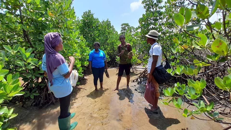Mangrove Rehabilitation Project - GlobalGiving
