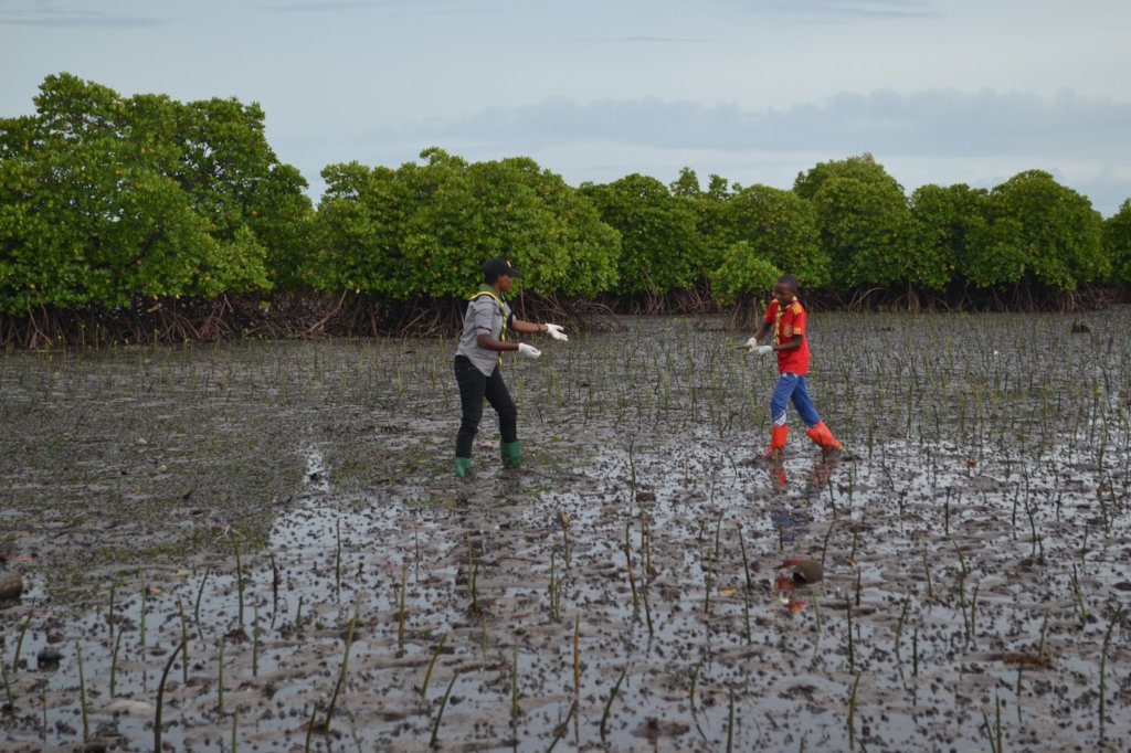 Mangrove Rehabilitation Project - GlobalGiving