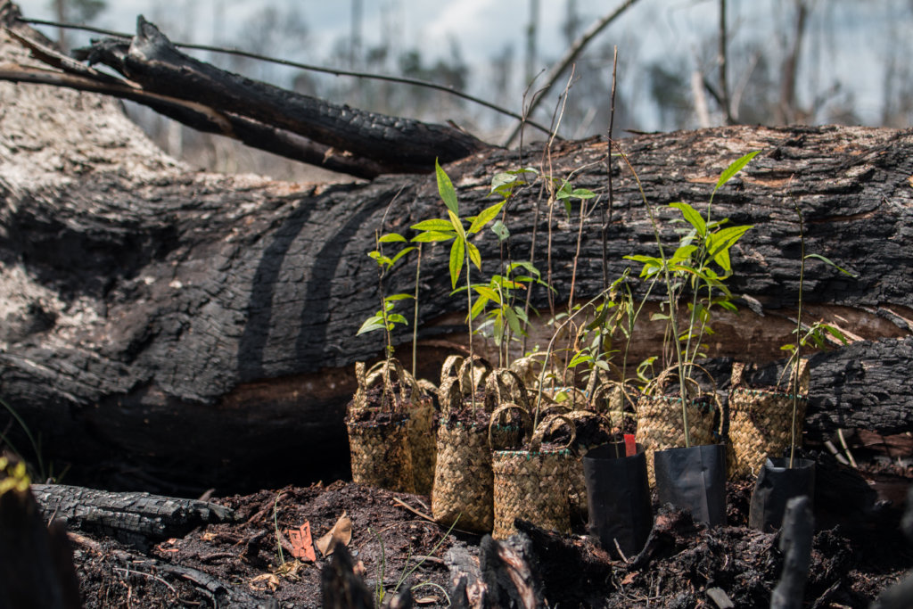 1 Million Trees: A Community Conservation Project - GlobalGiving