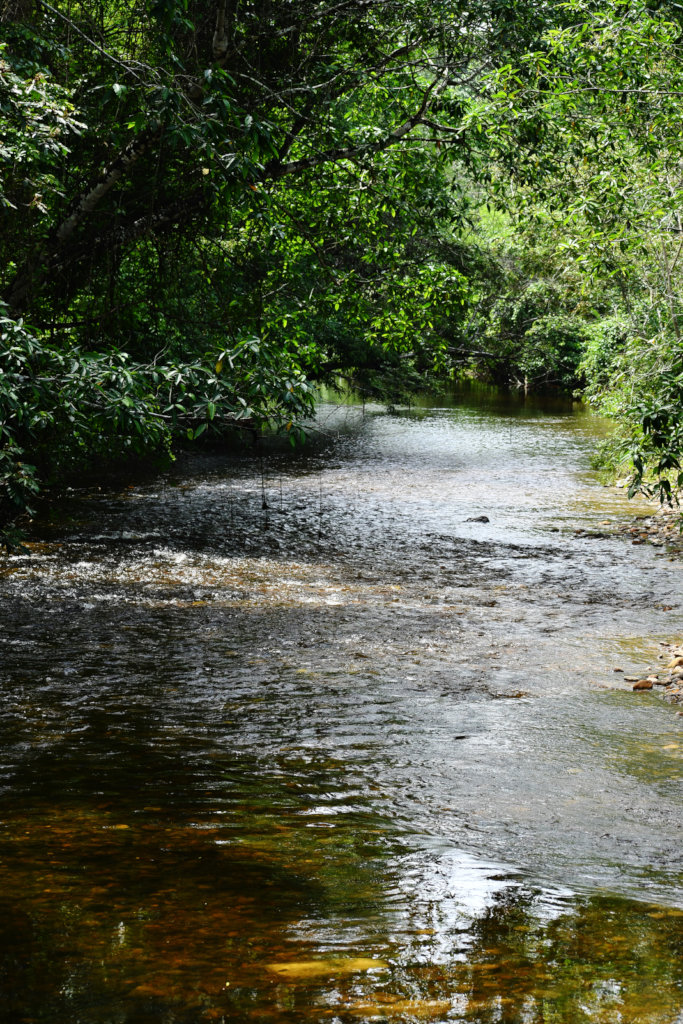 Regenerate Maya Mountain North's Forests! - GlobalGiving