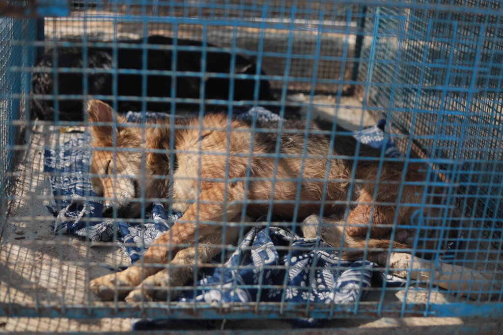 Reports on A Better Life For India's Stray Animals - GlobalGiving