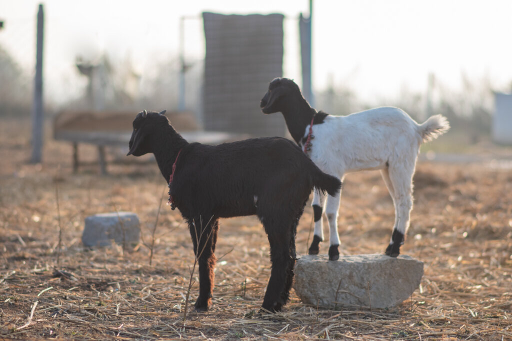 A Better Life For India's Stray Animals - GlobalGiving