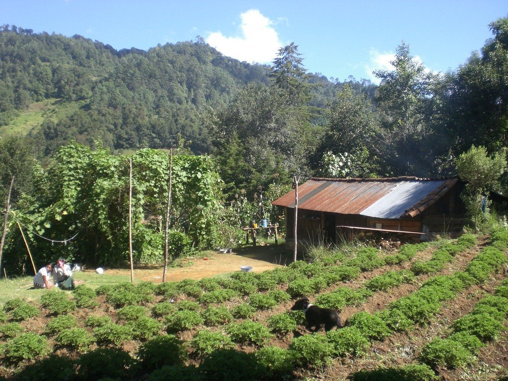 Empower Mayan families with sustainable farming - GlobalGiving