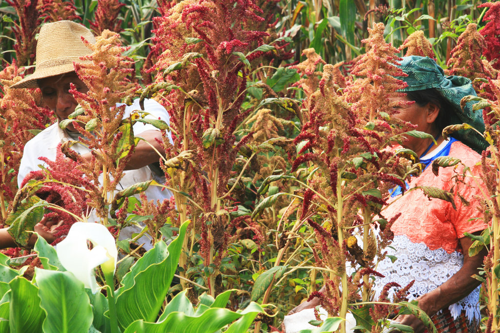 Empower Mayan families with sustainable farming - GlobalGiving