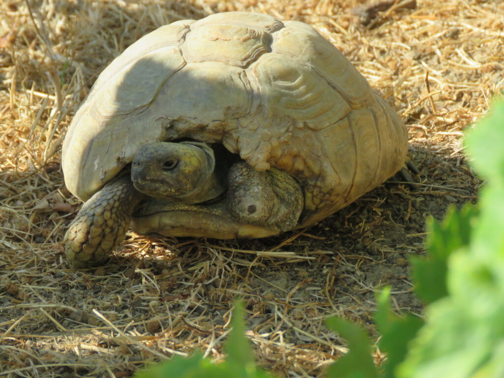 Help handicaped tortoises in a Rescue Centre - GlobalGiving