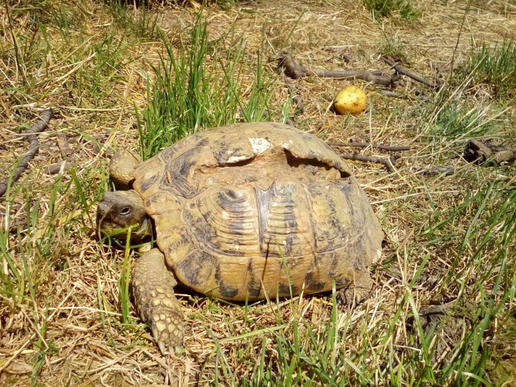 Help handicaped tortoises in a Rescue Centre - GlobalGiving