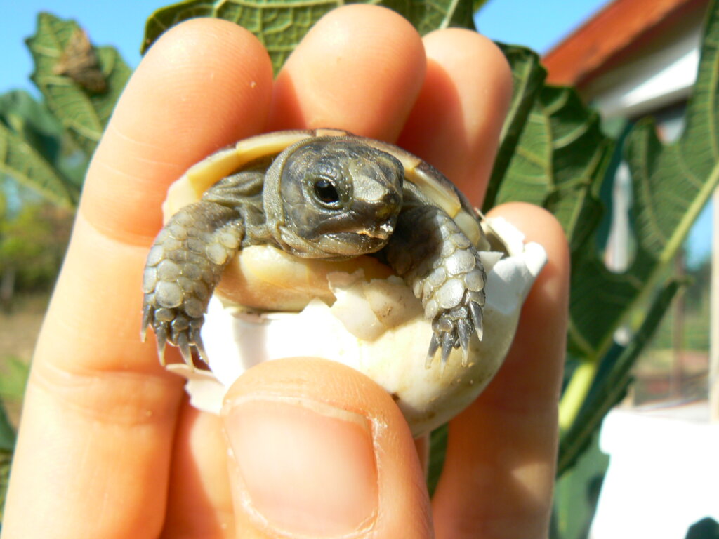 Help handicaped tortoises in a Rescue Centre - GlobalGiving