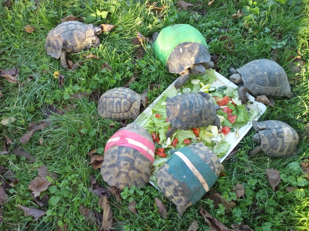 Help handicaped tortoises in a Rescue Centre - GlobalGiving