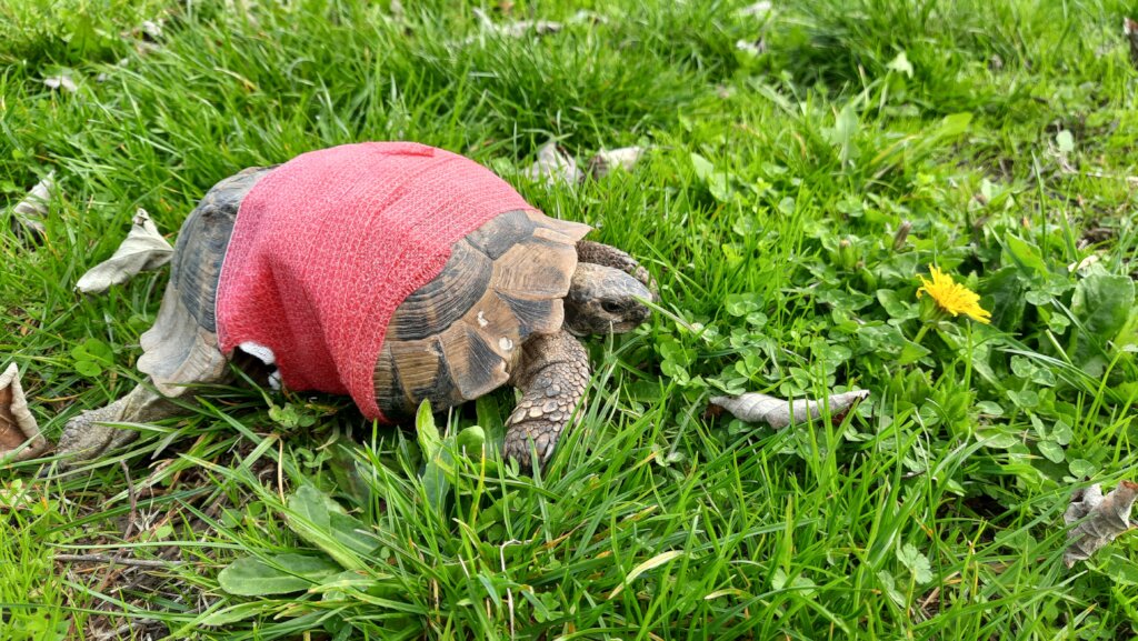 Help handicaped tortoises in a Rescue Centre - GlobalGiving