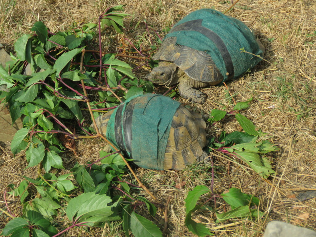 Help handicaped tortoises in a Rescue Centre - GlobalGiving