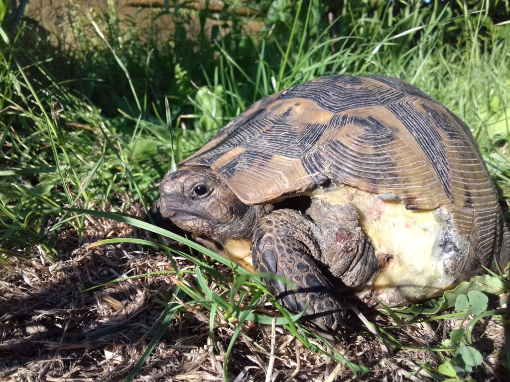 Help handicaped tortoises in a Rescue Centre - GlobalGiving