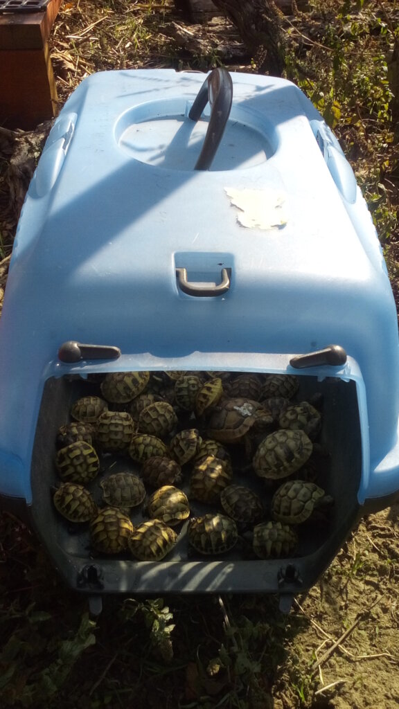 Help handicaped tortoises in a Rescue Centre - GlobalGiving