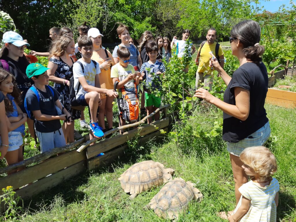 Help handicaped tortoises in a Rescue Centre - GlobalGiving