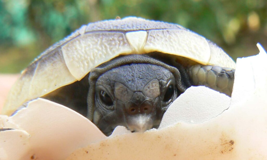 Help handicaped tortoises in a Rescue Centre - GlobalGiving
