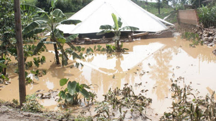 Plant 40,000 Trees In Northern Rwanda - GlobalGiving