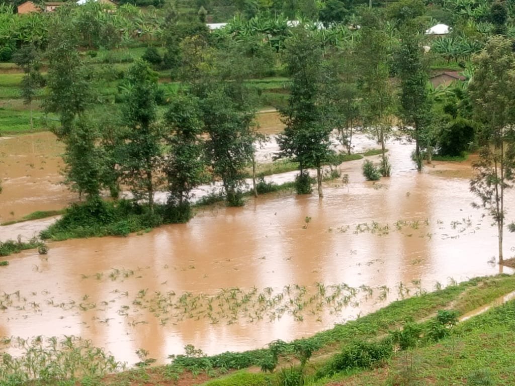 Plant 40,000 Trees In Northern Rwanda - GlobalGiving