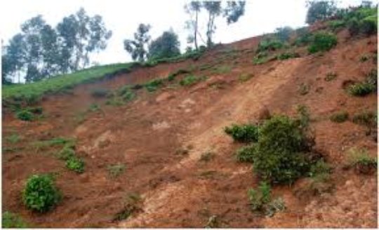 Plant 40,000 Trees In Northern Rwanda - GlobalGiving
