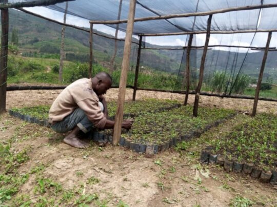 Plant 40,000 Trees In Northern Rwanda - GlobalGiving